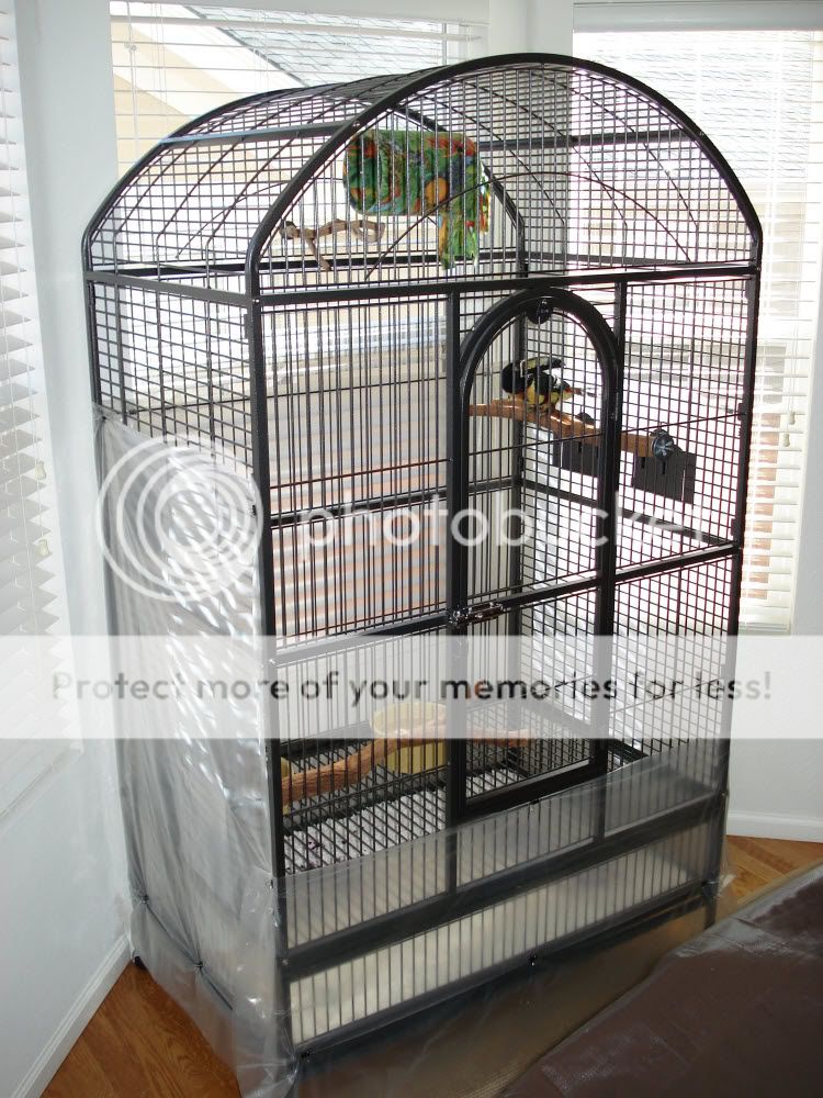 So do green aracaris have a down side? | Avian Avenue Parrot Forum