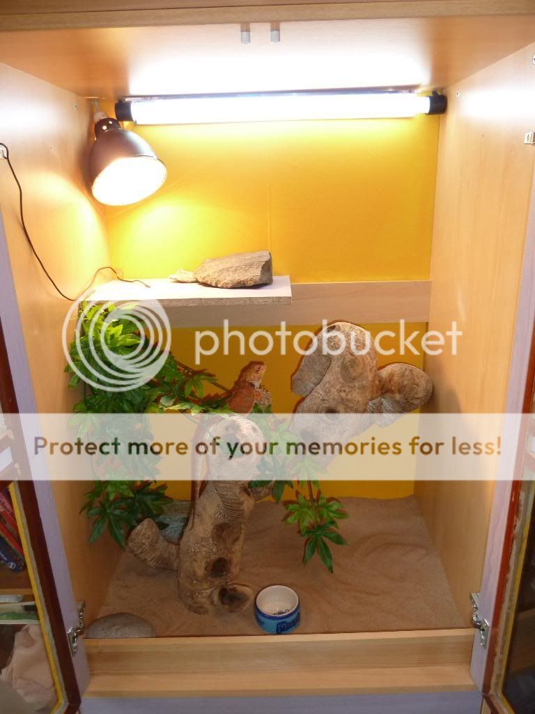 Dragon Viv Wardrobe Conversion :) | Reptile Forums