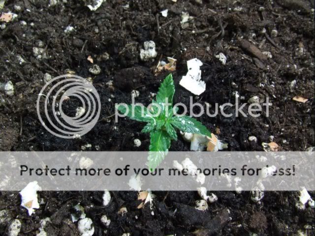 LBH's 4 way lst tutorial (w topping sub-tutorial) | Rollitup