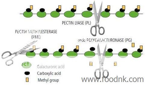 Phụ gia Pectin, Protopectin, Enzyme pectinase và ứng dụng