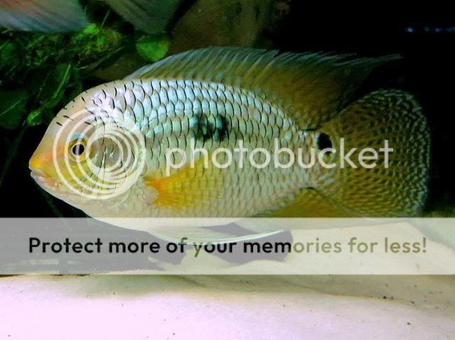 Cichlasoma dimerus 'Super Male' | Cichlid Fish Forum